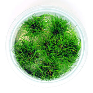 Eleocharis Parvula ‘Mini’ - Aqua Forest