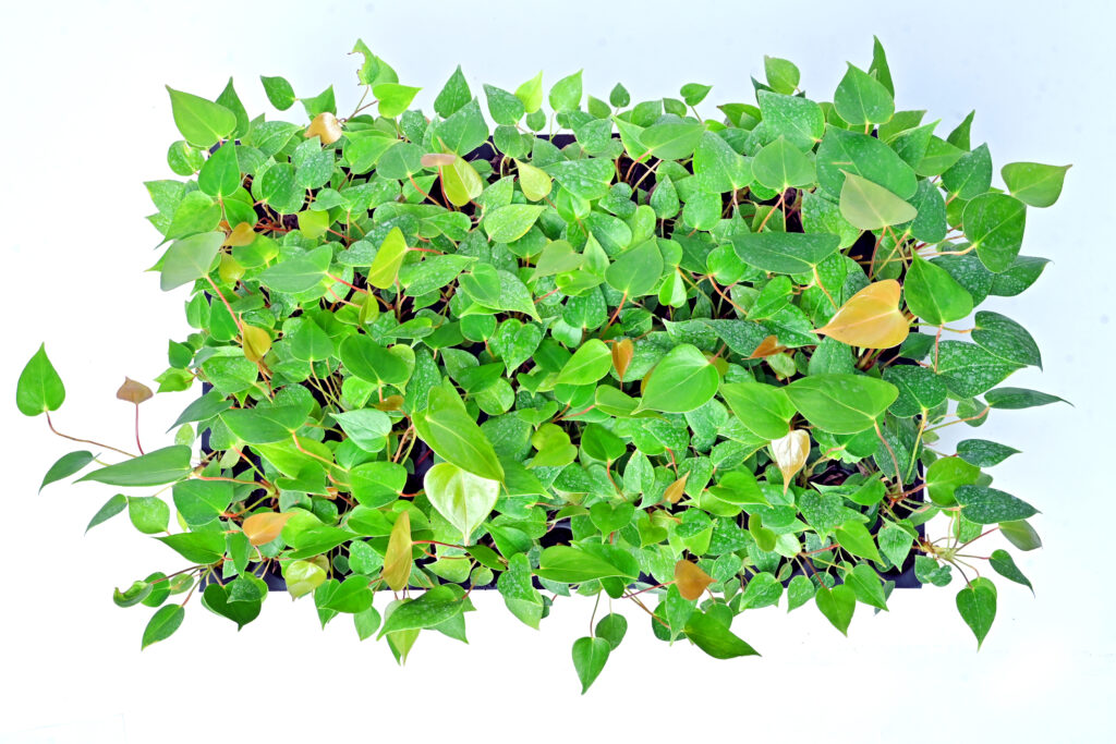 Anthurium Tissue Culture Saplings(Pot Varieties) -10 nos - Aqua Forest
