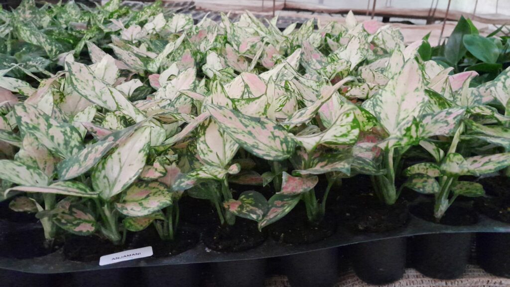 Aglonema Tissue Culture Saplings -10 nos Assorted - Aqua Forest